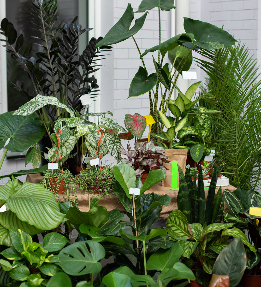 Indoor Collection – Native Growers Nursery