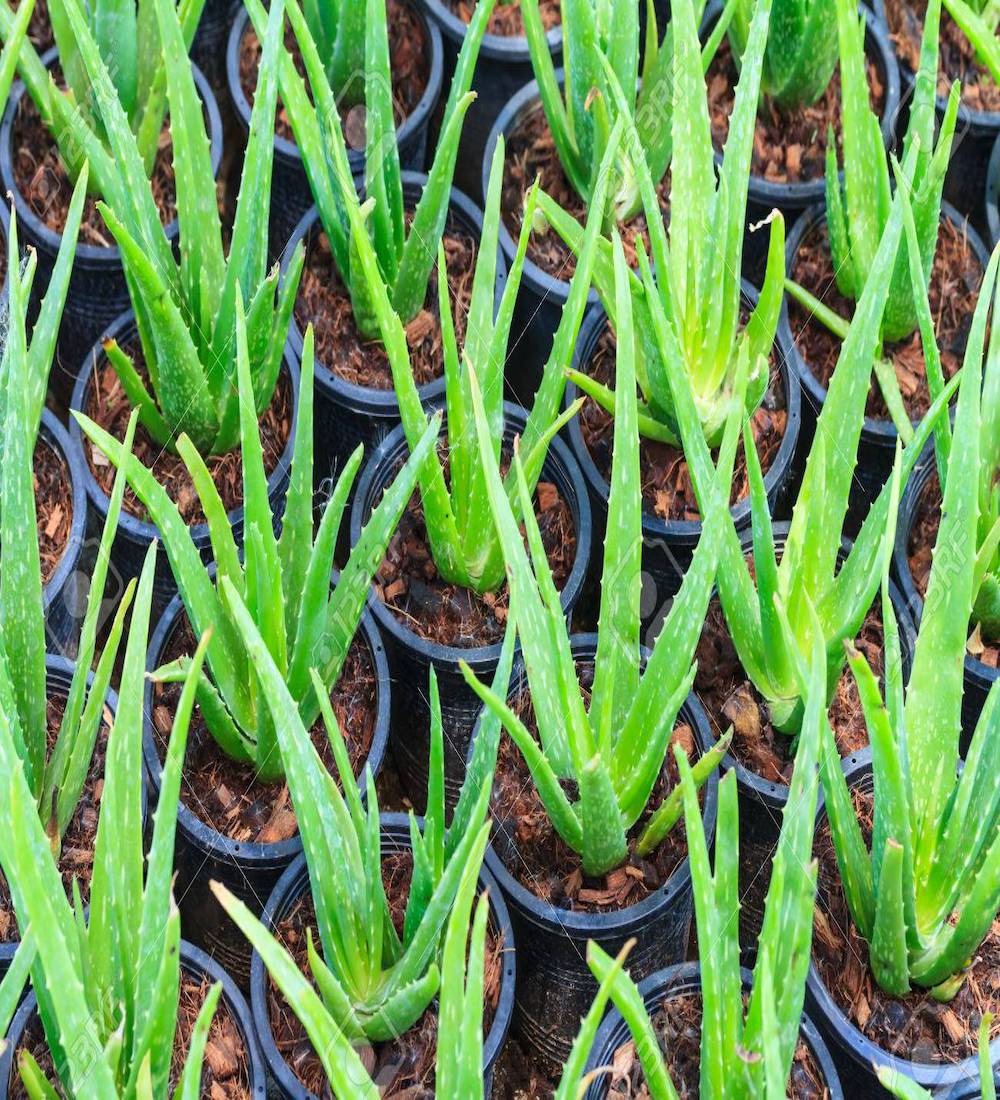 Medical Aloe – Native Growers Nursery